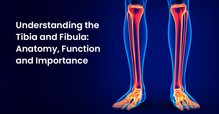 Anatomy of Tibia and Fibula Explained (Through Image)