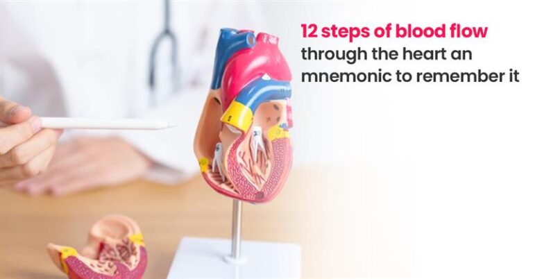 12 Steps Of Blood Flow Through Heart & Mnemonic To Remember