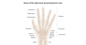 Easy Mnemonic to Remember Bones In Hand and Wrist
