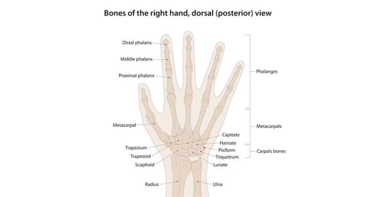 Easy Mnemonic to Remember Bones In Hand and Wrist