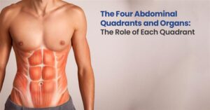 The Four Abdominal Quadrants & Organs: Role of Each Quadrant