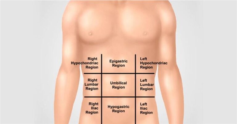 The Four Abdominal Quadrants & Organs: Role of Each Quadrant